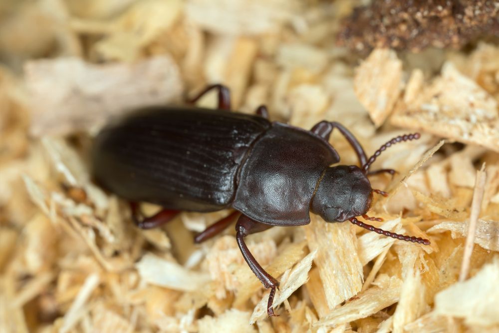 Coléoptères | Ténébrion meunier - Anticimex